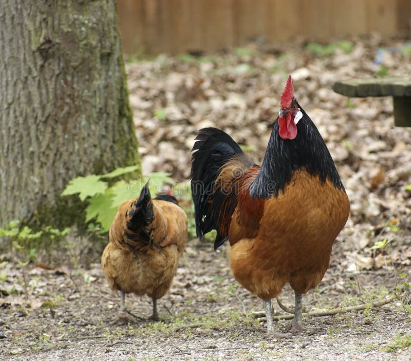 Chickens stock photo. Image of female, rooster, animal, bird - 3220