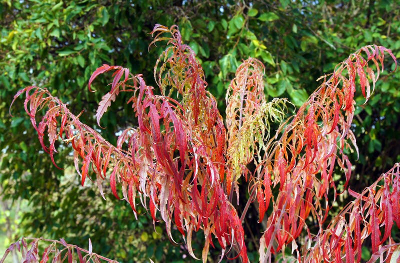Multicolored Colorful Leaves of Sumac Stock Image - Image of seasonal ...