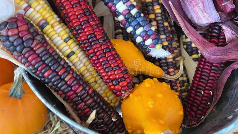 Multicolored Corn Black Red Indian Corn or Sometimes Calico Corn is a ...