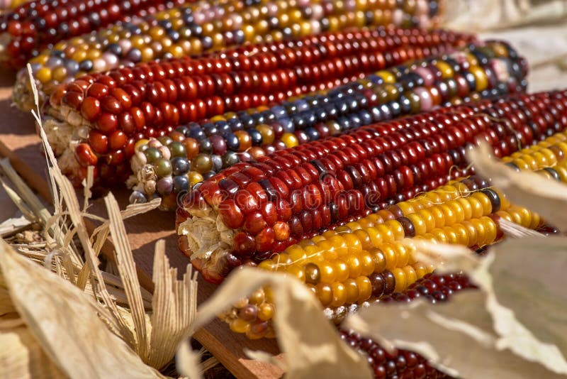 Multicolored Corn Cobs, Corn for Popcorn. Close Up Stock Image - Image ...