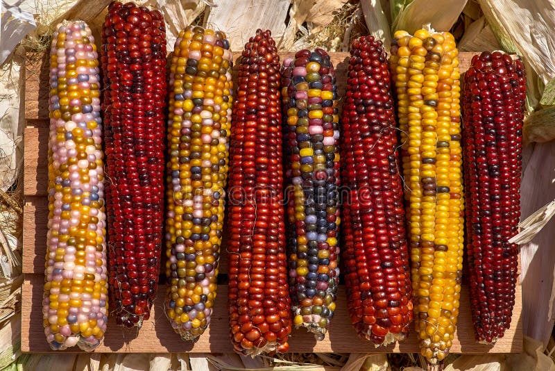 Multicolored Corn Cobs, Corn for Popcorn. Close Up Stock Photo - Image ...