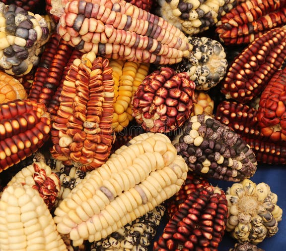 Multicolored Corn Cobs Variety in Peru Stock Image - Image of colored ...