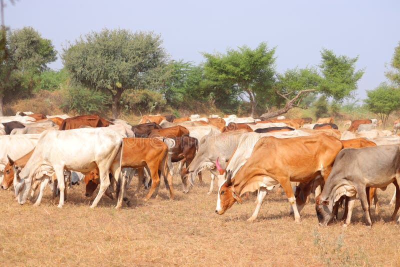 Multicolored Cows Group in Thar India Stock Photo - Image of face, food ...
