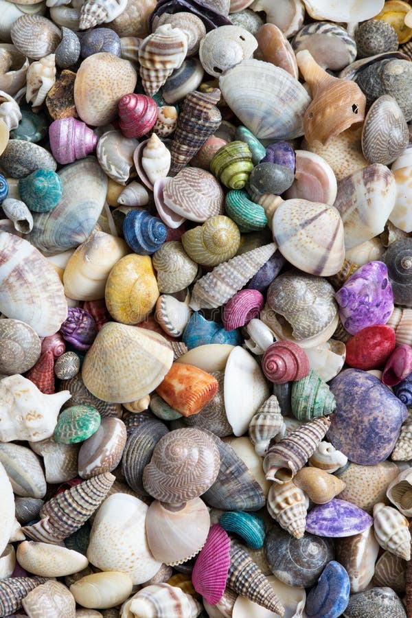 Multicolored Dry Seashells of Different Species Mixed Together. Stock ...