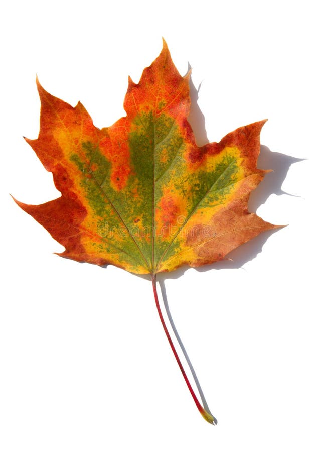 5,264 Fall Leaf Shadow White Stock Photos - Free & Royalty-Free Stock ...