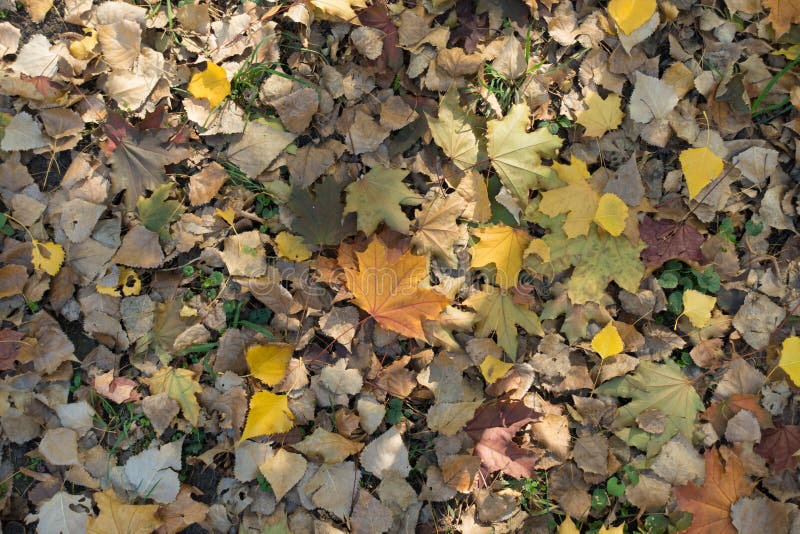 Multicolored Fallen Leaves on the Ground Stock Photo - Image of ... Multicolored Fallen Leaves on the Ground Stock Photo - Image of ...