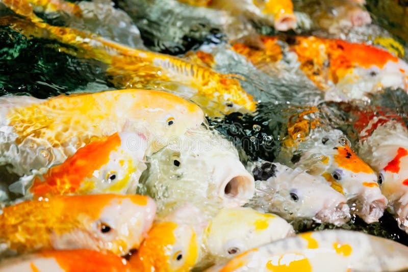 Multicolored Fish Carp on the Water Surface Stock Image - Image of ...