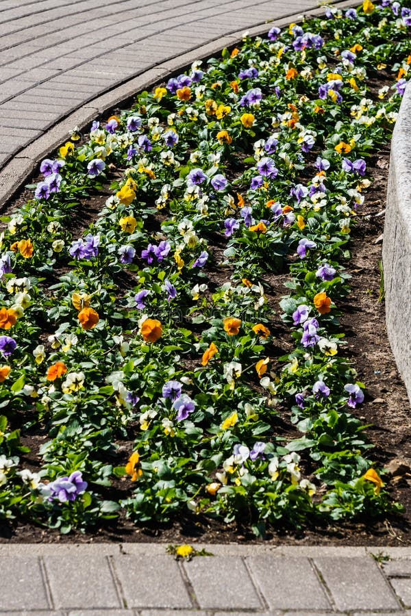 Multicolored Flower Beds of Pansies and Other Flowers in the City Park ...