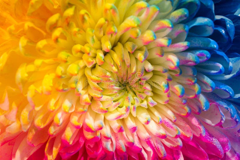 Multicolored Flower Close Up Stock Photo - Image of backgroun, flower ...