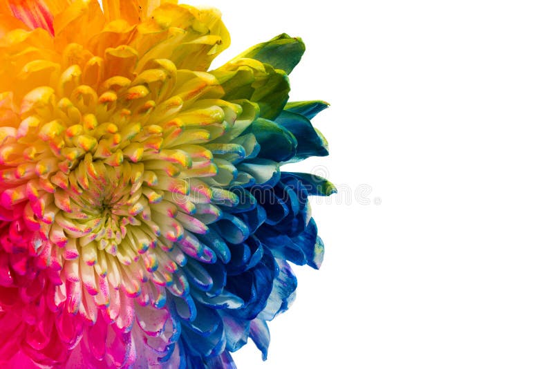 Multicolored Flower Isolated Stock Photo - Image of background, rainbow ...
