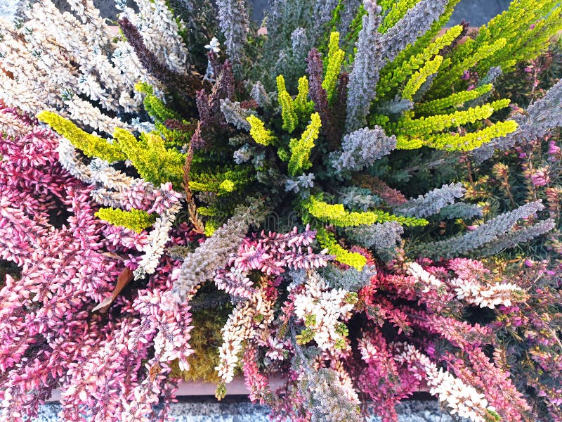 Multicolored Flowers Erica or Calluna Stock Photo - Image of colorful ...