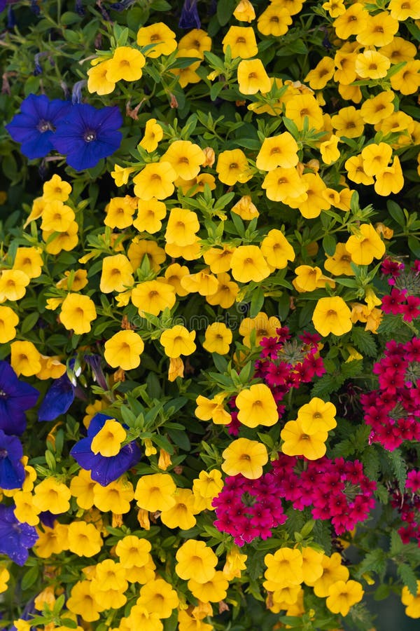 Multicolored Flowers Garden, Top View. Blooming Stock Image - Image of ...