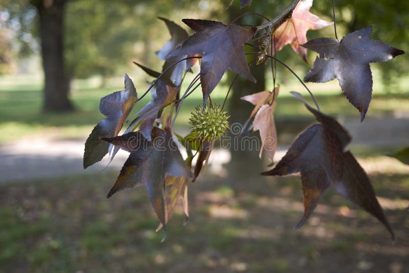 Multicolored Foliage of Liquidambar Styraciflua Tree Stock Photo ...