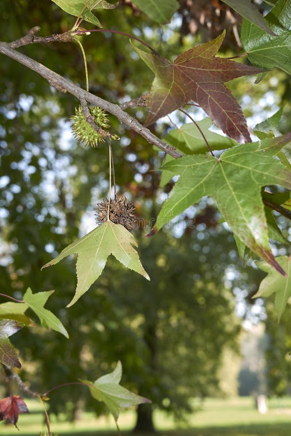 Multicolored Foliage of Liquidambar Styraciflua Tree Stock Photo ...