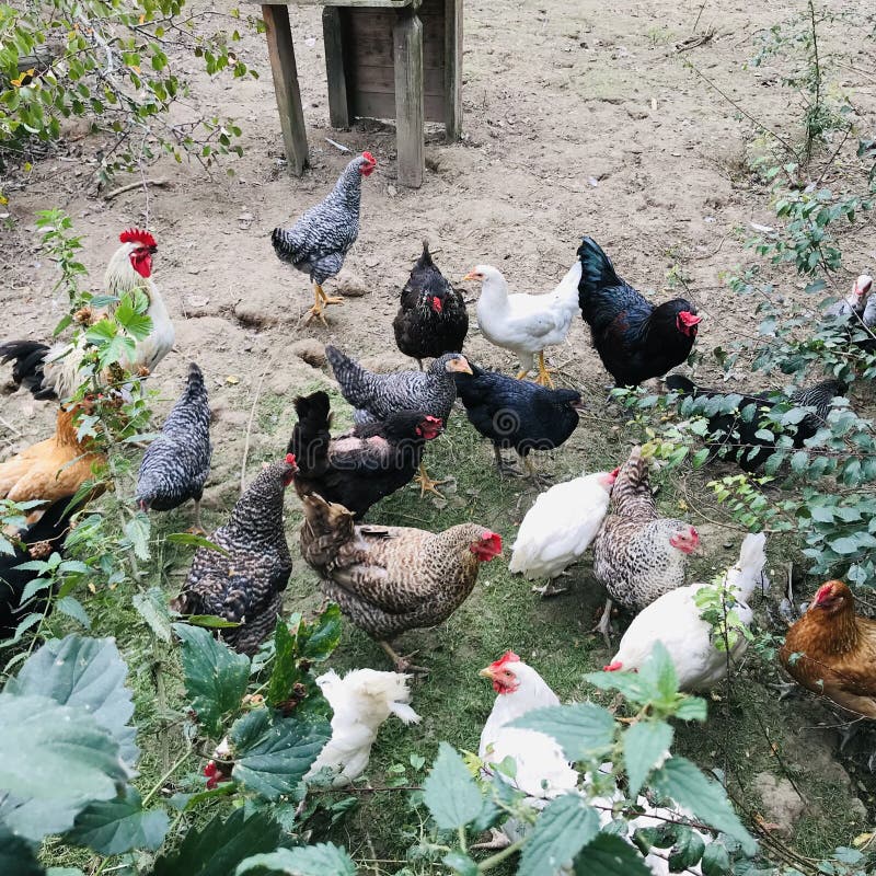 Multicolored hens stock image. Image of backyard, flower - 230052047