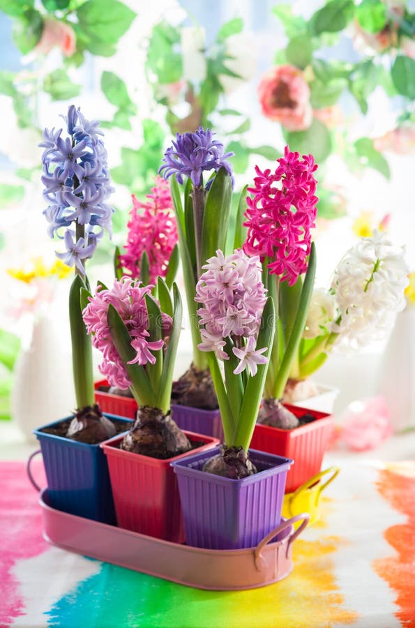 Multicolored hyacinth stock image. Image of present, season - 50469869