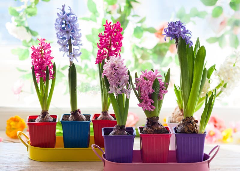 Hyacinth - hyacinthaceae stock image. Image of bulbs - 14050213