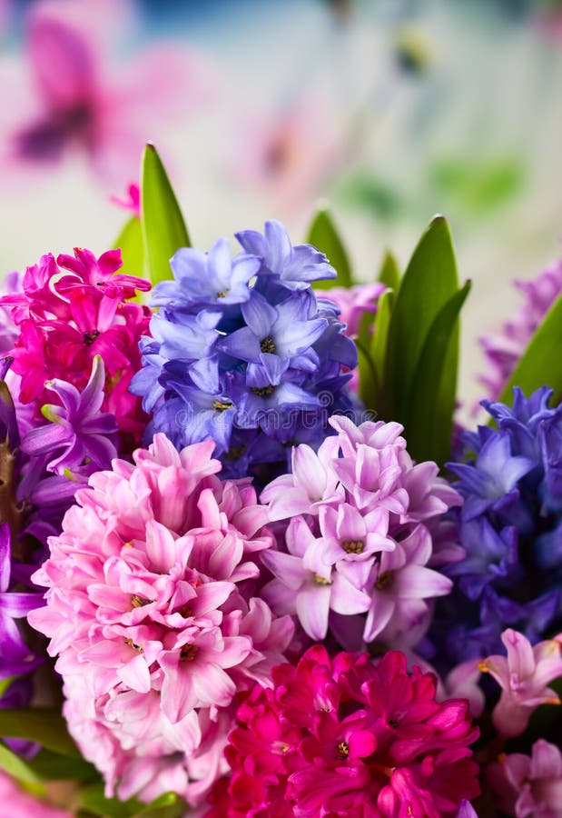 Multicolored hyacinth stock image. Image of multicolored - 50470035