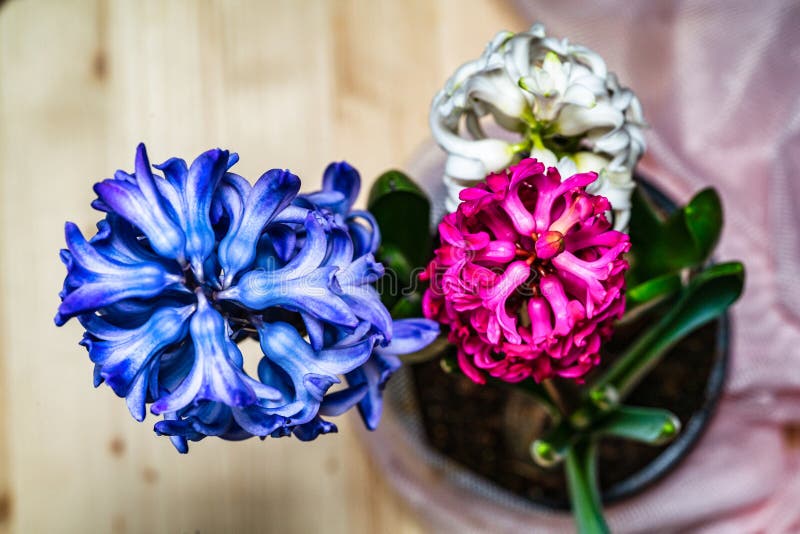 Multicolored Hyacinths on Wooden Board Table. Top View Stock Photo ...