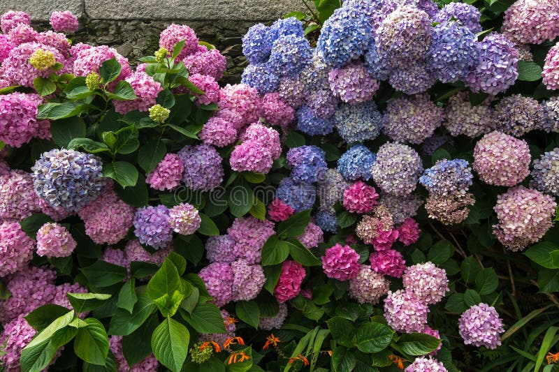 Hydrangea in Multi Colors stock image. Image of change - 5257971