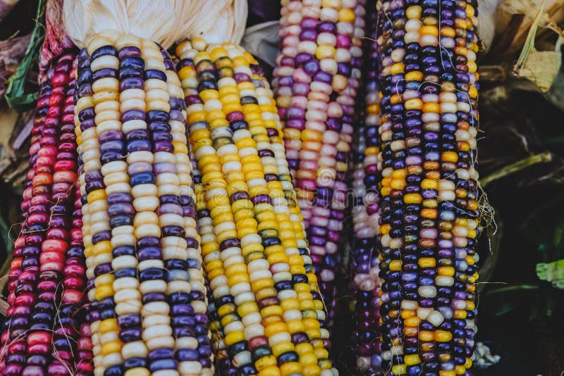 Multicolored Indian Corn stock image. Image of fall - 100168245