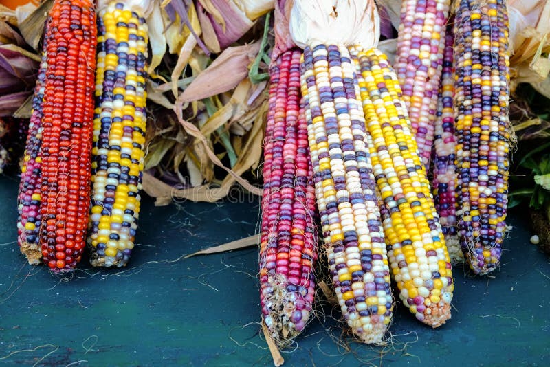 Multicolored Indian Corn stock image. Image of maize - 100166861
