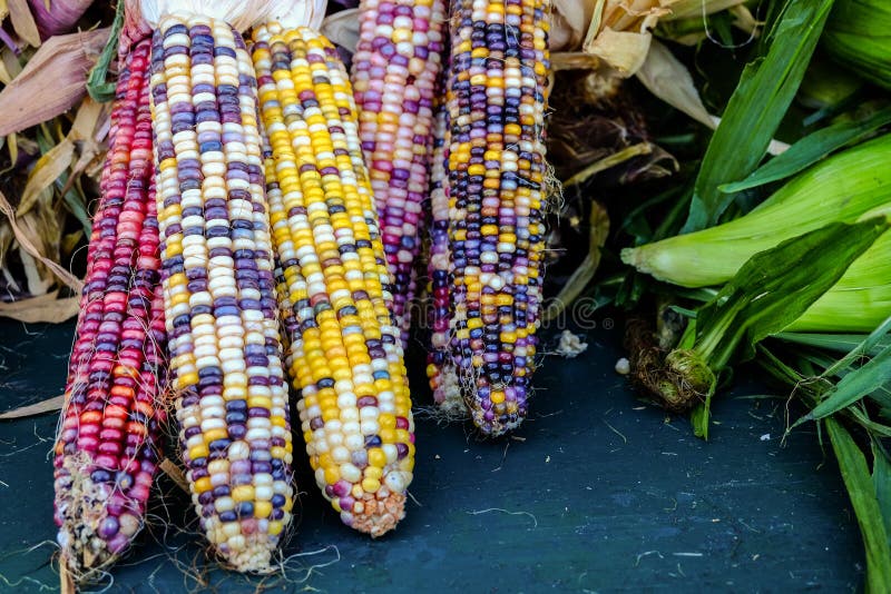 Multicolored Indian Corn stock image. Image of corncob - 100168111