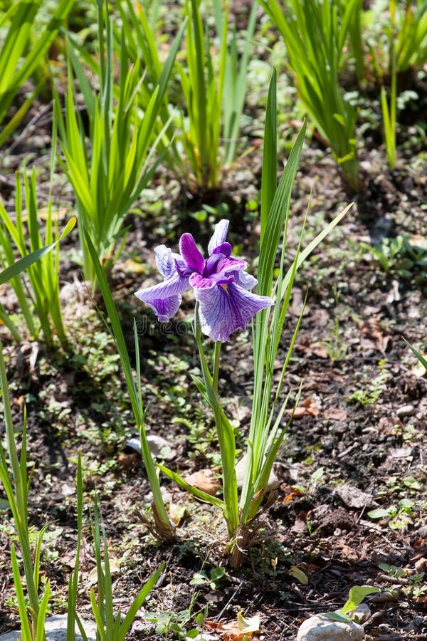 Multicolored Iris Blooming in Spring Stock Image - Image of harmony ...
