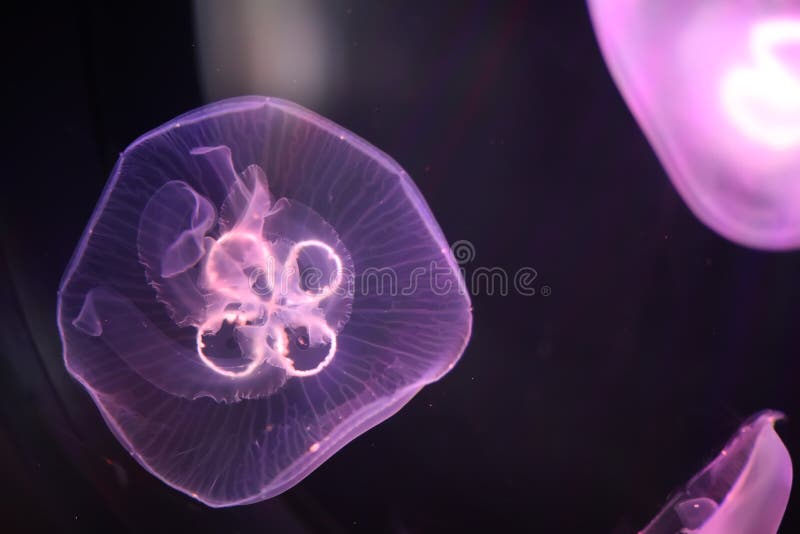 Multicolored Jellyfish Swim Under Water Stock Photo - Image of ...
