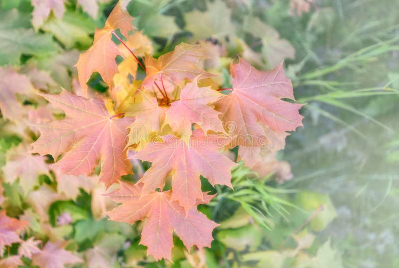 Young maple tree stock photo. Image of spring, growth - 110012760