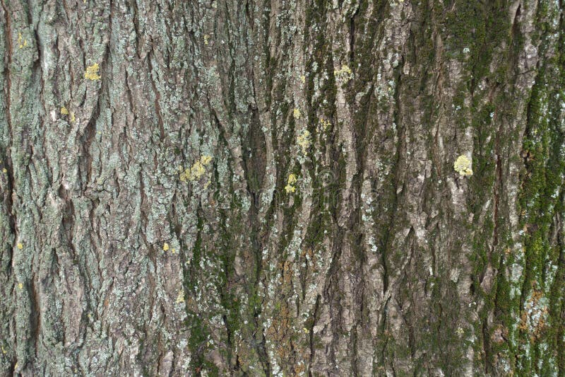 Multicolored Lichen and Dry Moss on Bark of European White Elm Stock ...
