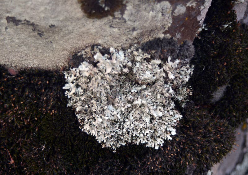 Multicolored lichen stock photo. Image of rusty, colorful - 170954070