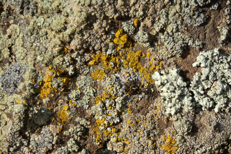 An Unusually Beautiful Photo of a Multi-colored Lichen that Can Also Be ...