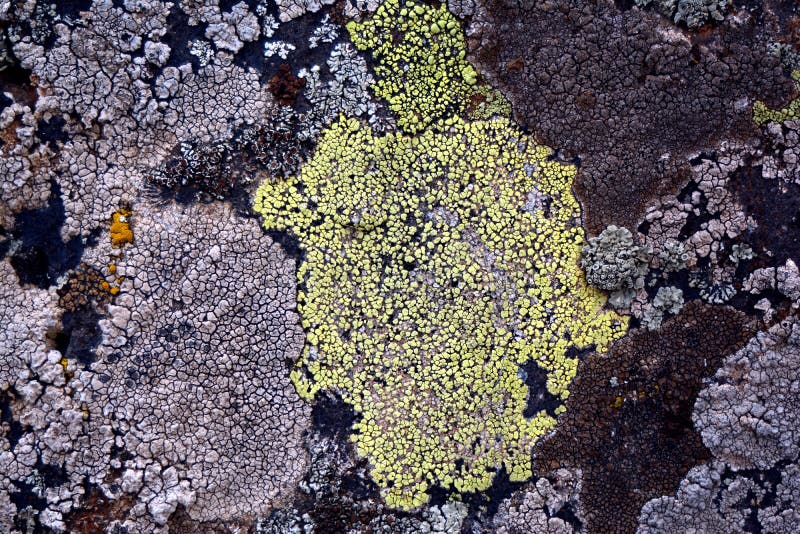 An Unusually Beautiful Photo of a Multi-colored Lichen that Can Also Be ...