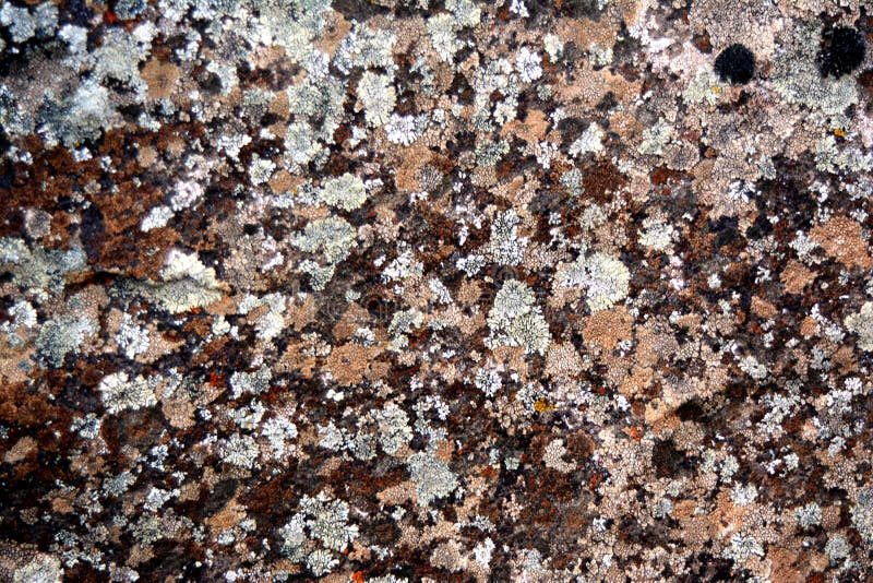 An Unusually Beautiful Photo of a Multi-colored Lichen that Can Also Be ...