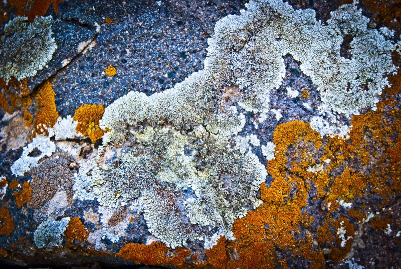 An Unusually Beautiful Photo of a Multi-colored Lichen that Can Also Be ...
