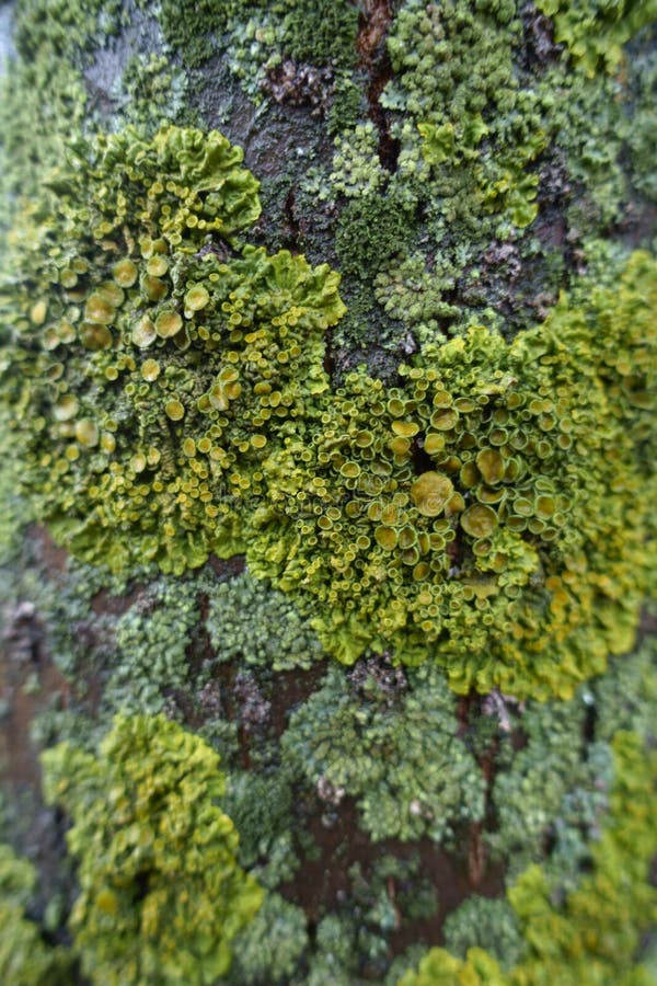 Multicolored lichens stock photo. Image of color, together - 80156948