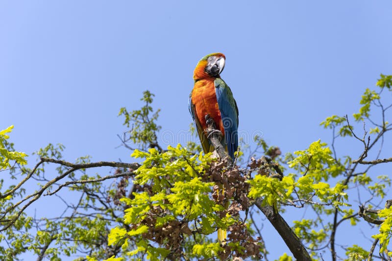 Multicolored Macaw Parrot on the Top of a Tree Stock Image - Image of ...
