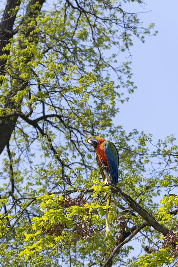 Multicolored Macaw Parrot on the Top of a Tree Stock Photo - Image of ...