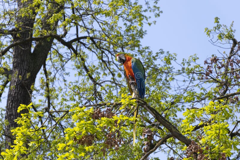 Multicolored Macaw Parrot on the Top of a Tree Stock Photo - Image of ...
