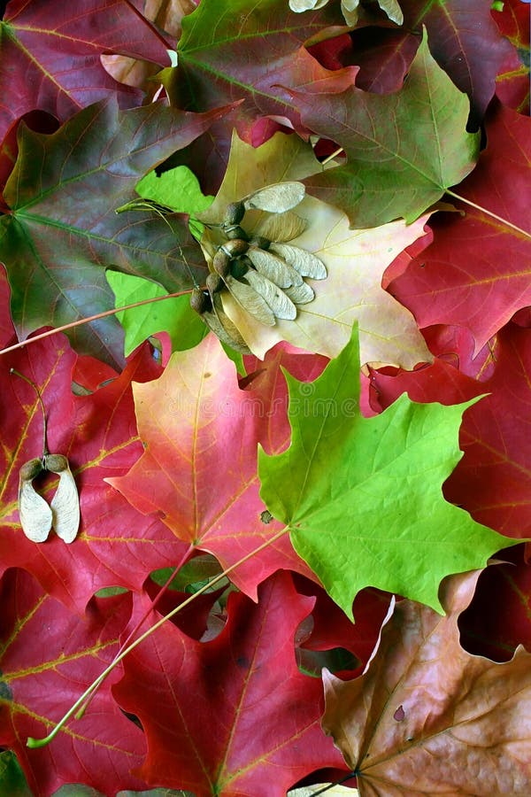 Multicolored Maple Leaf Arrangement Stock Image - Image of woods, seed ...