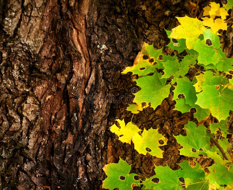 Multicolored Maple Leaves and Trunk Stock Photo - Image of seasonal ...