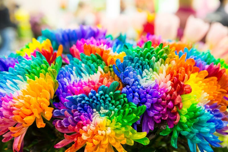 Multicolored marguerites stock image. Image of leaf, marguerite - 72468417