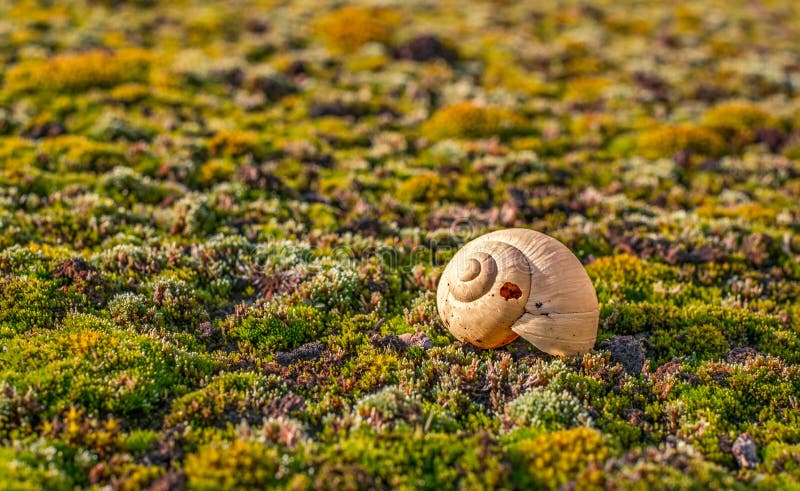 Multicolored Moss and Snail Shell Stock Photo - Image of animal ...