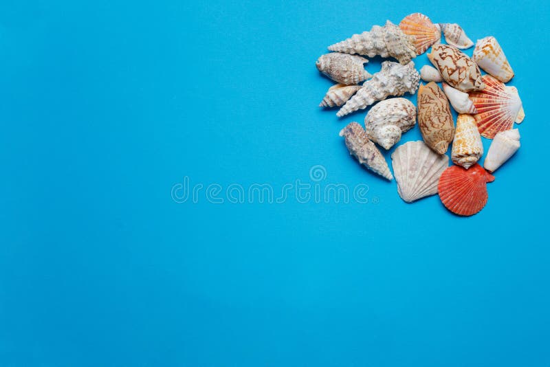 Multicolored Ocean Seashell Composition Flat Lay Stock Image - Image of ...
