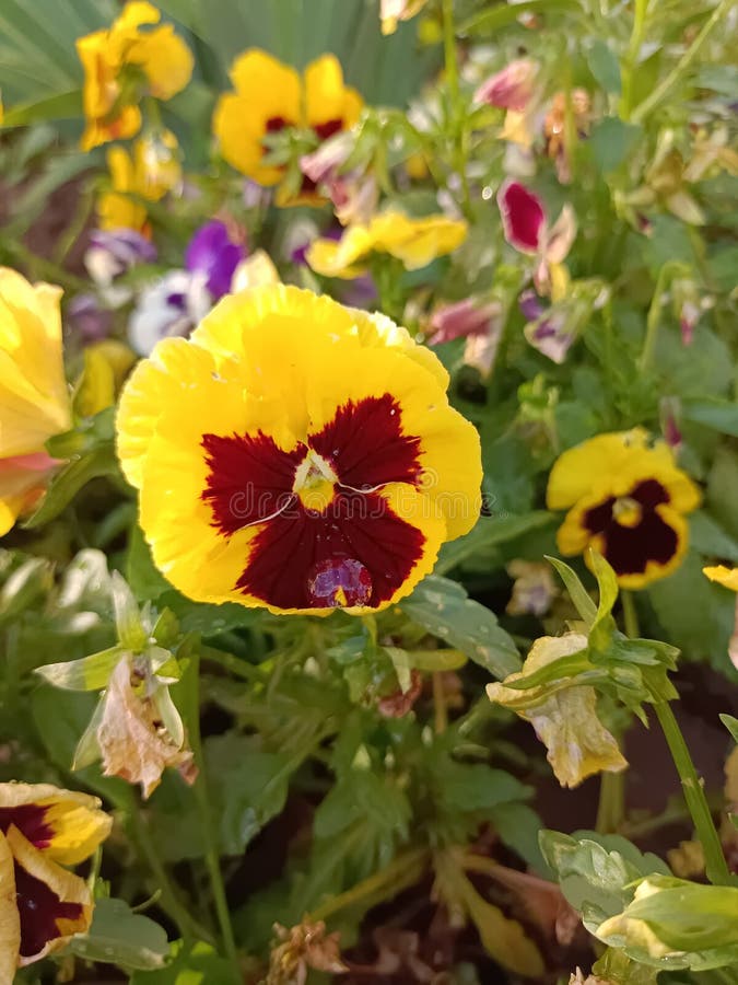 Multicolored pansys stock image. Image of plants, pansys - 252872341