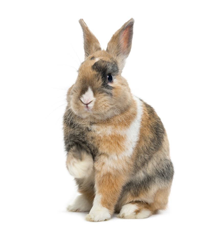 Rabbit sitting in a rut stock photo. Image of sitting - 218346298