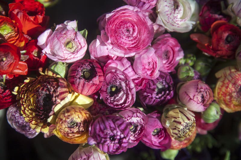 Multicolored Ranunculus in a Bouquet for Sale Stock Photo - Image of ...
