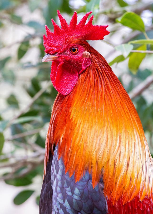 Multicolored Rooster Closeup of Head Neck and Chest Stock Photo - Image ...