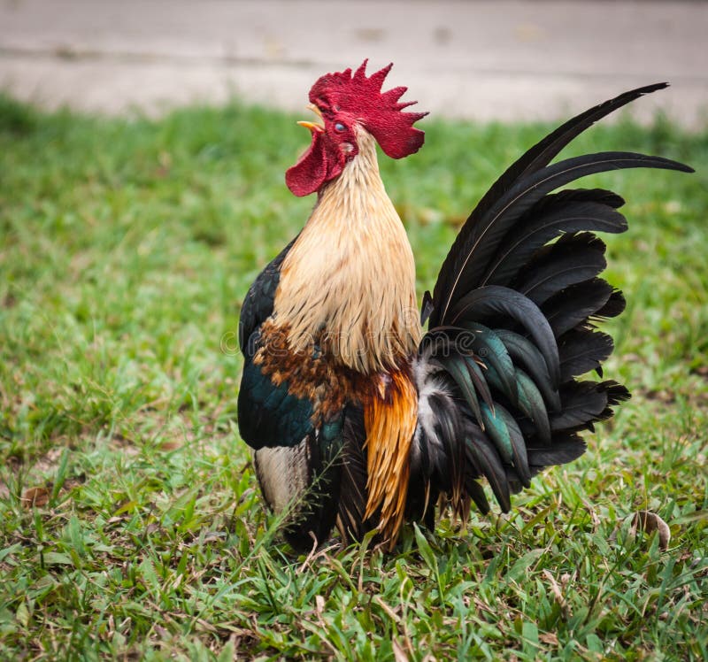 Rooster Koh Samui Stock Photos - Free & Royalty-Free Stock Photos from ...